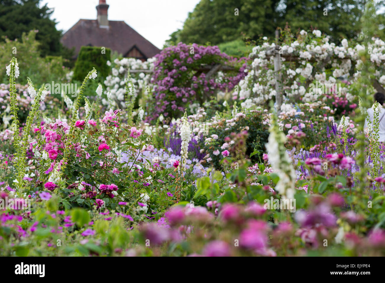 English rose garden in summer Stock Photo - Alamy