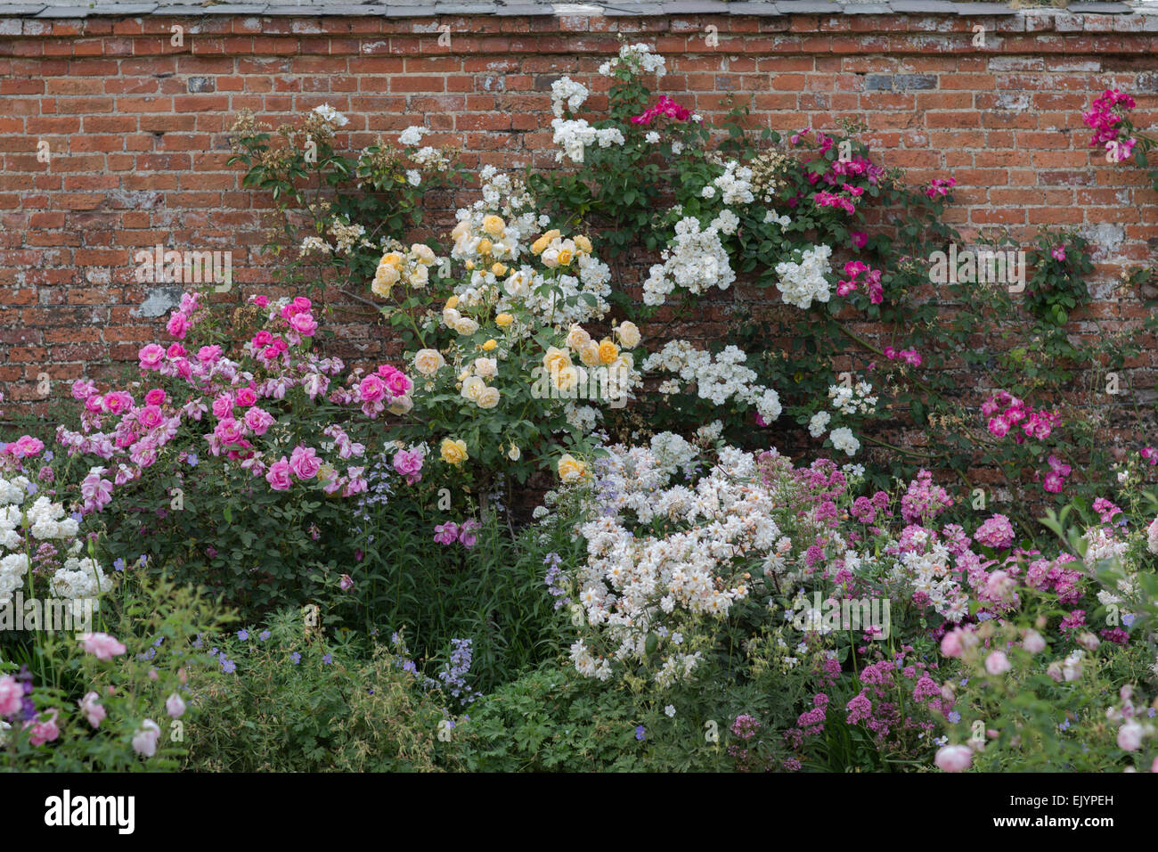 English rose garden in summer Stock Photo - Alamy