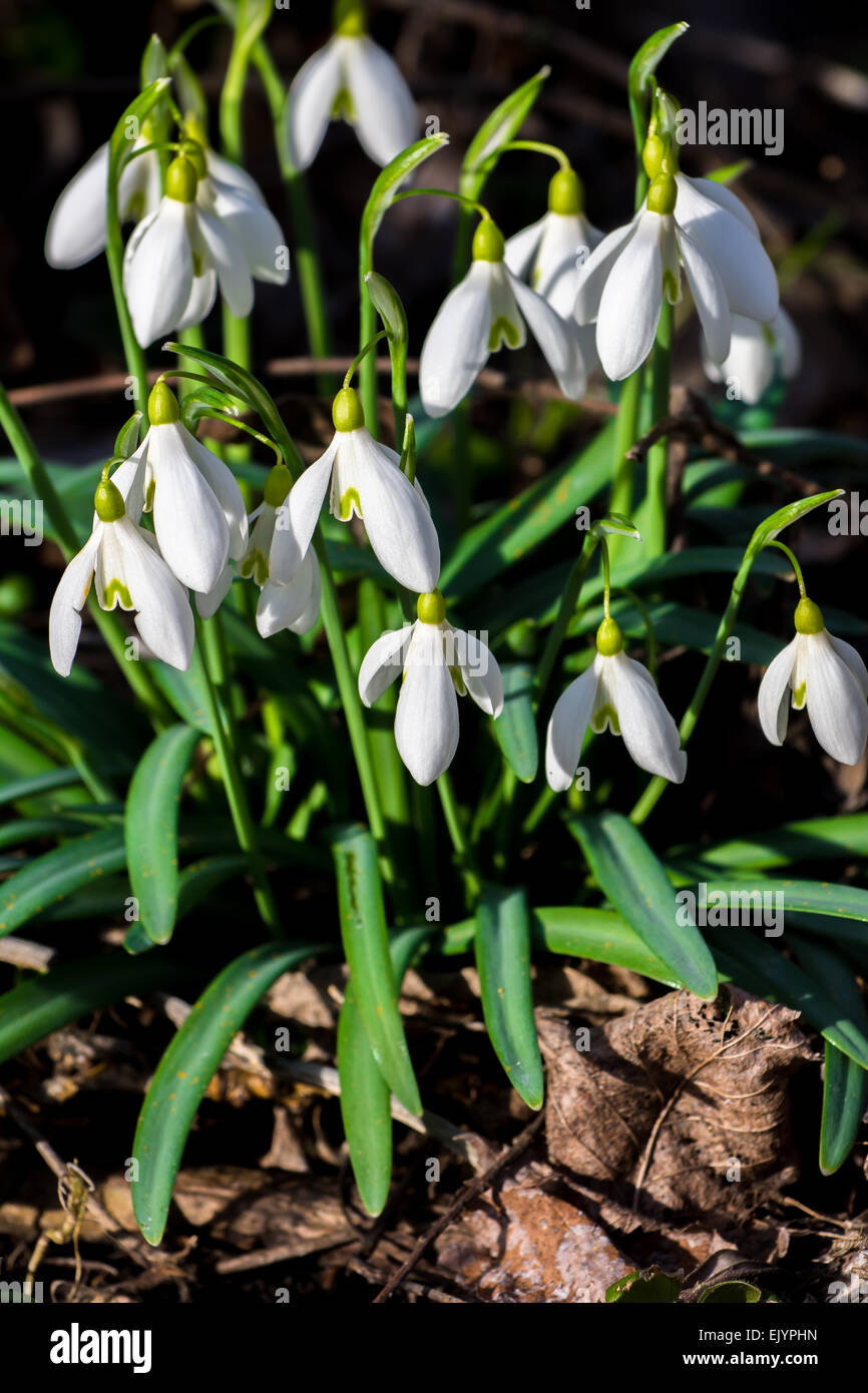 Snowdrops In First Spring Sun Stock Photo - Alamy