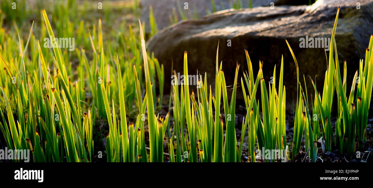 Fresh Green Grass In Spring Stock Photo - Alamy