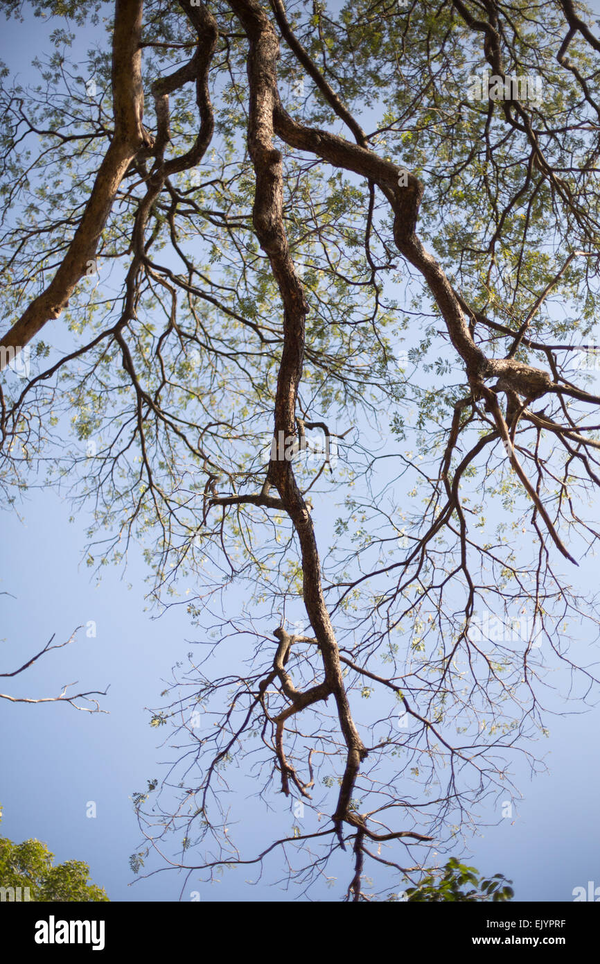 Low angle image looking up towards various tree branches, Wat Chaloem ...