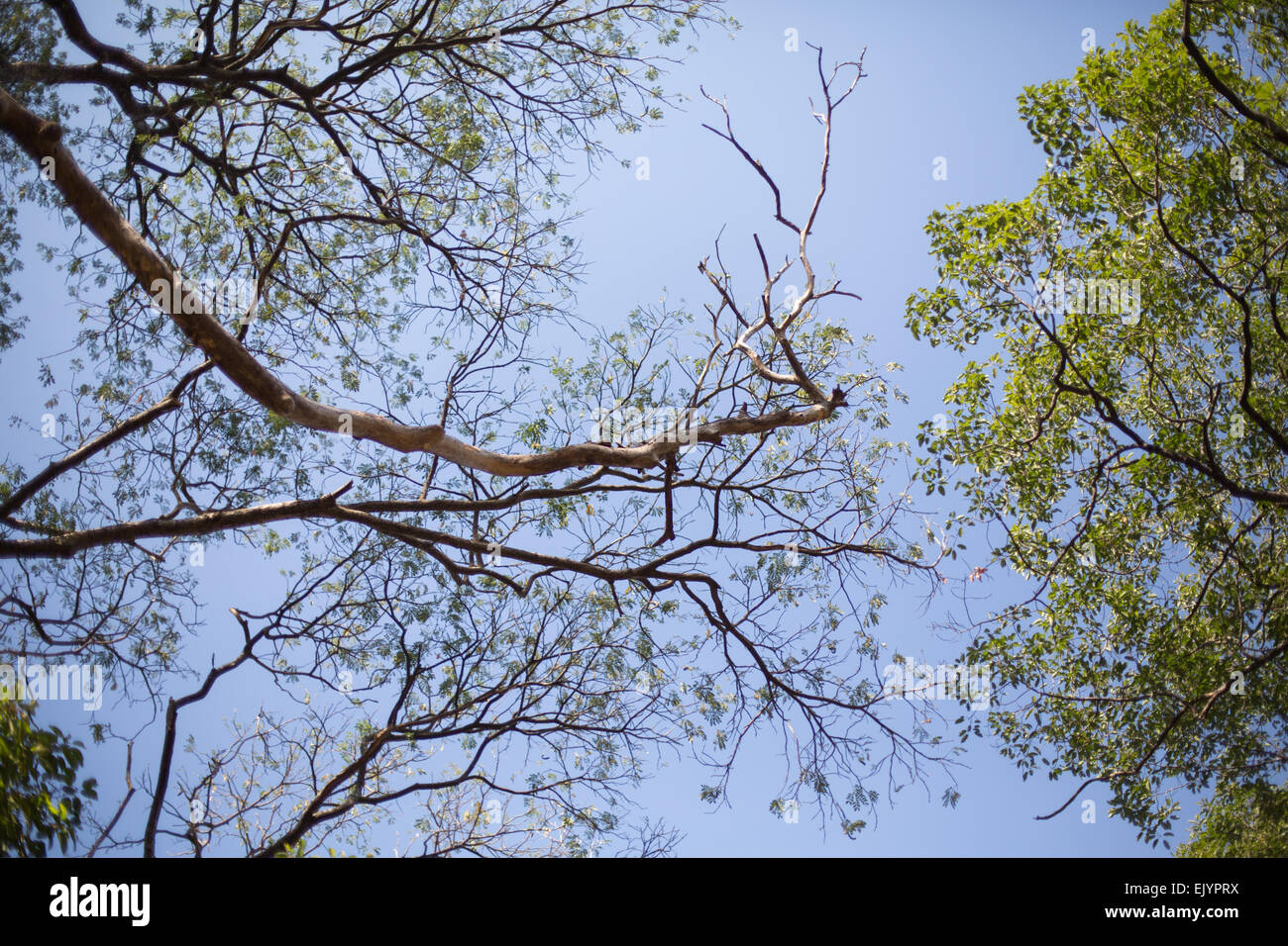 Low angle image looking up towards various tree branches, Wat Chaloem ...