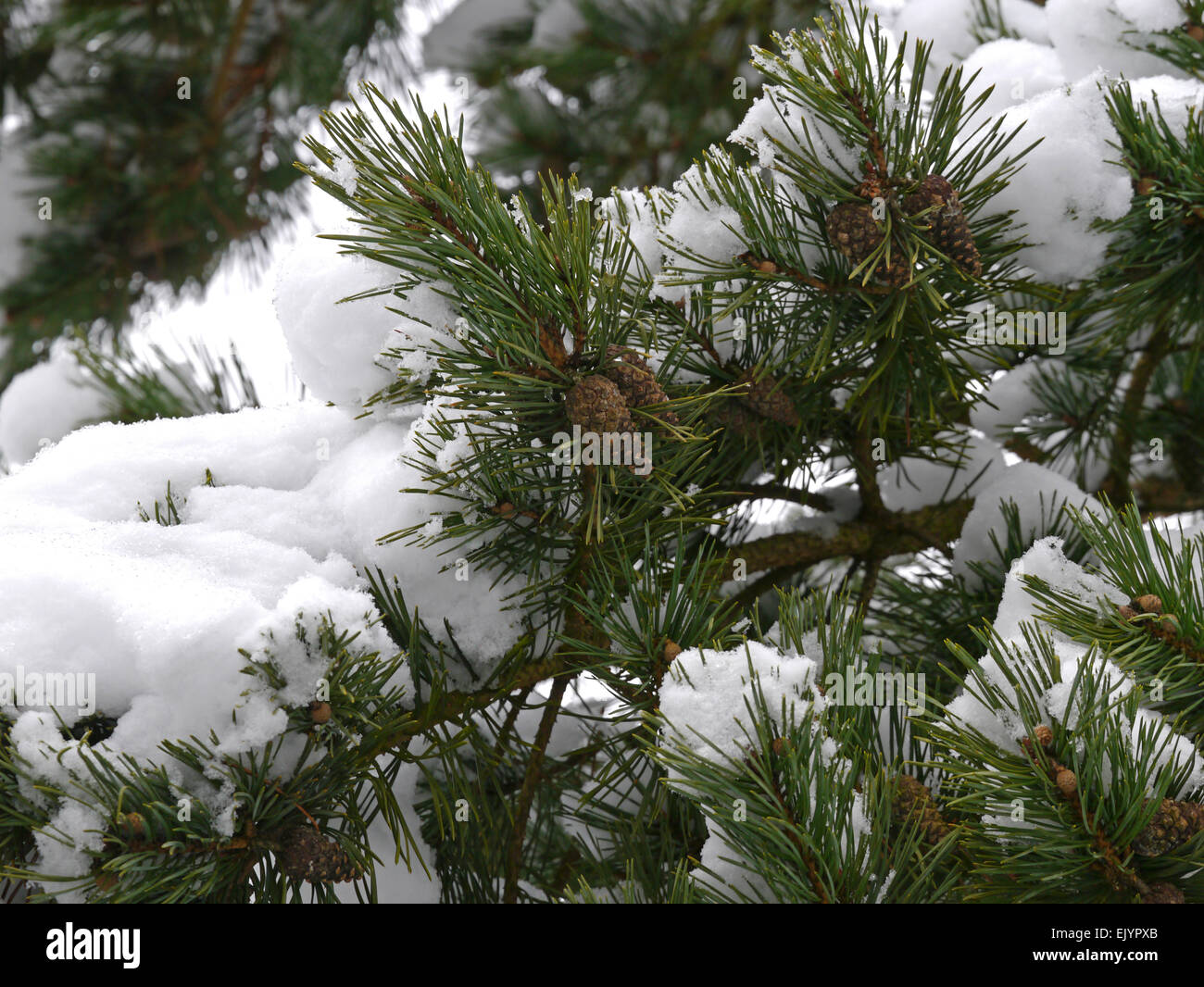 pine with snow in winter / Pinus silvestris / Wald Kiefer mit Schnee im ...