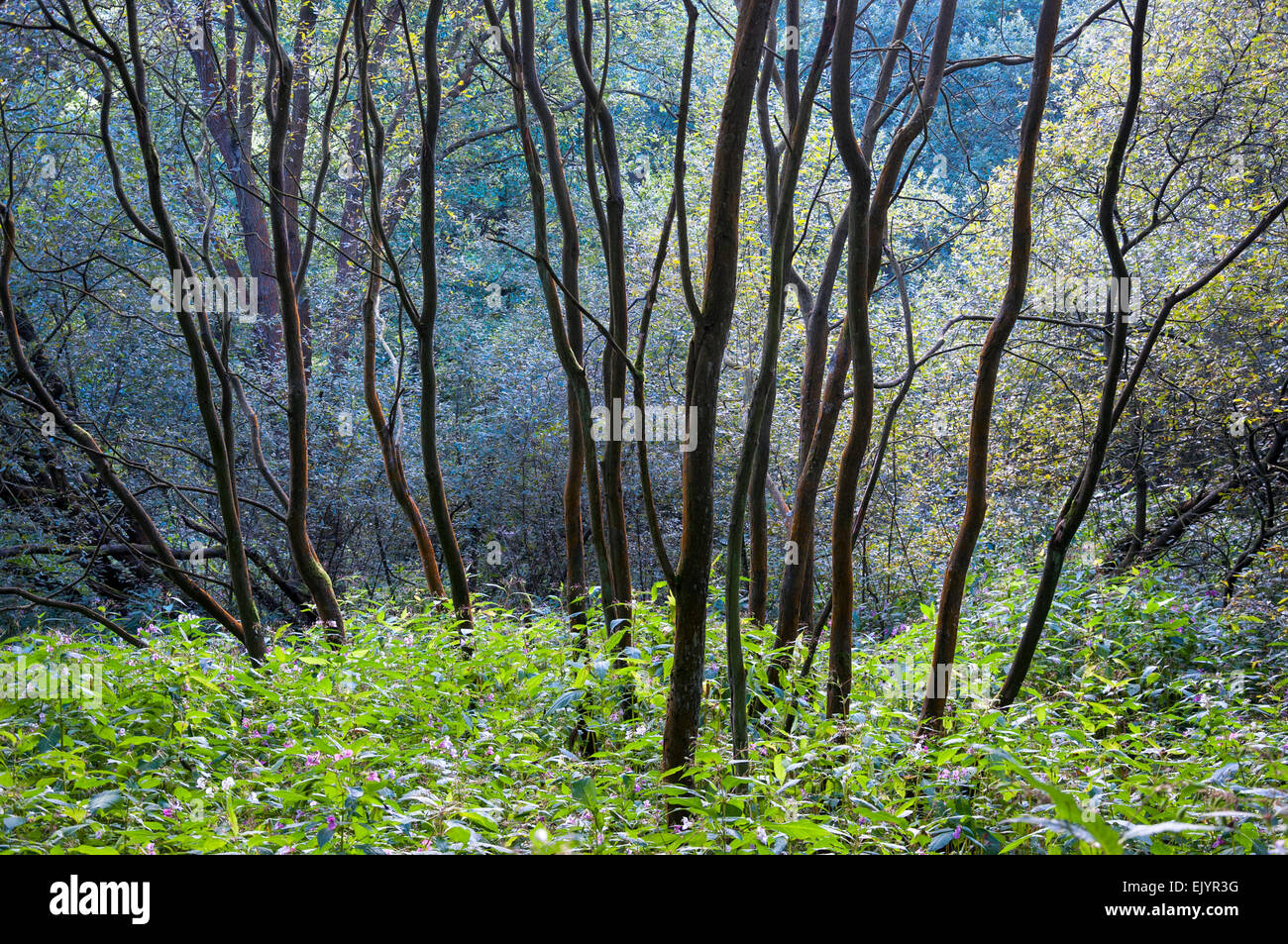 Willow tree stems in an English woodland in late summer with a dense ...