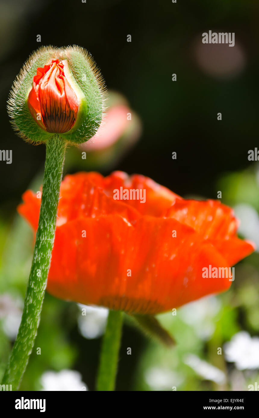 Before and after - poppy in bud and flower, with defocused background ...