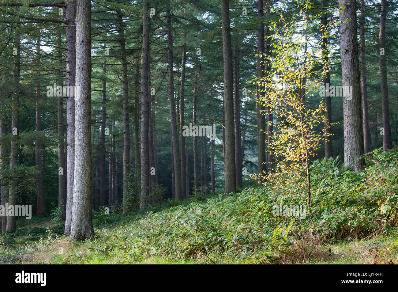 Derbyshire forest hi-res stock photography and images - Alamy