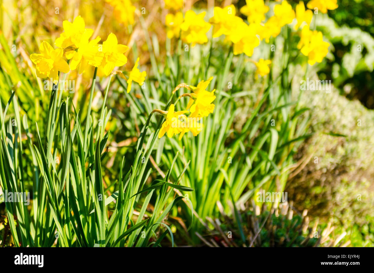 Clump of colorful daffodils in a garden border Stock Photo - Alamy