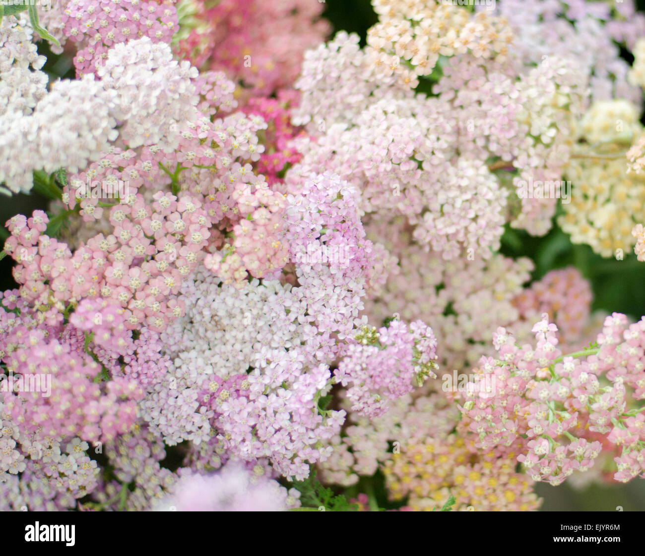 Pastel colored yarrow (achillea millefolium Stock Photo - Alamy