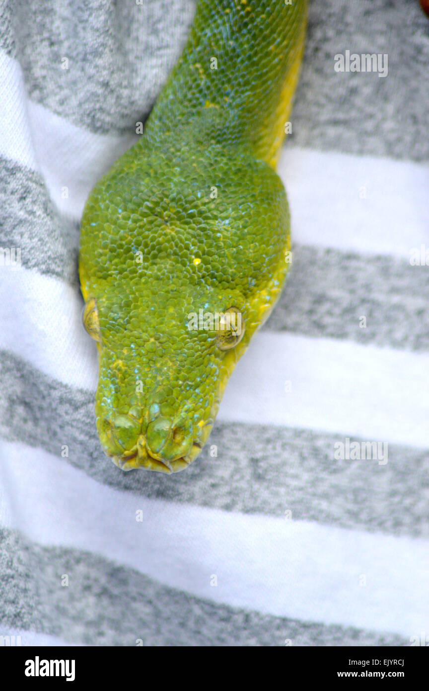 green snake in the neck Stock Photo - Alamy