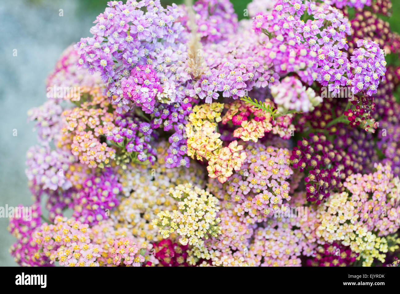 Summer bouquet of sunset series yarrow (achillea Stock Photo - Alamy