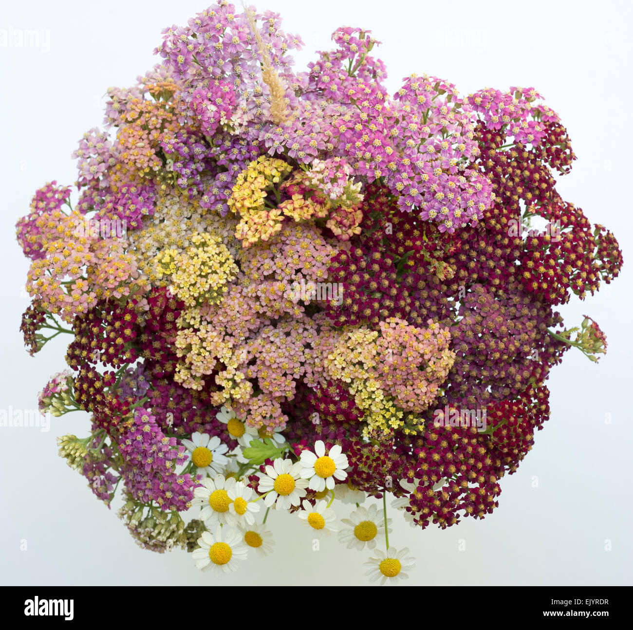 Summer bouquet of sunset series yarrow (achillea) with feverfew Stock ...