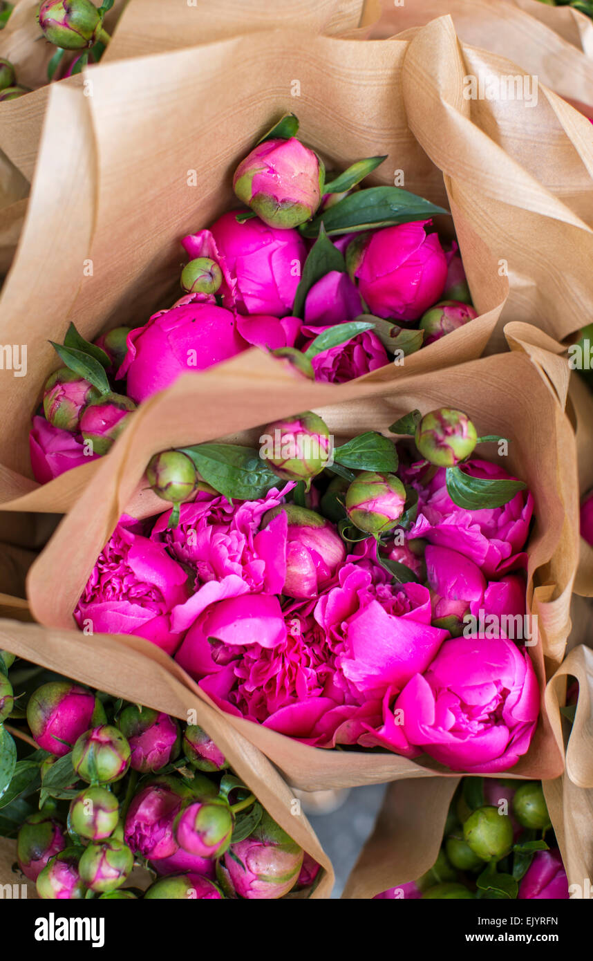 Peonies High Resolution Stock Photography and Images - Alamy