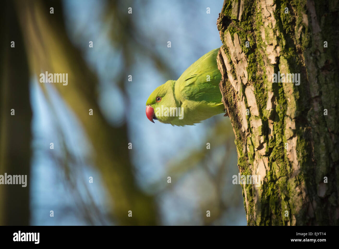 Rose-ringed parakeet (Psittacula krameri), also known as the ring ...