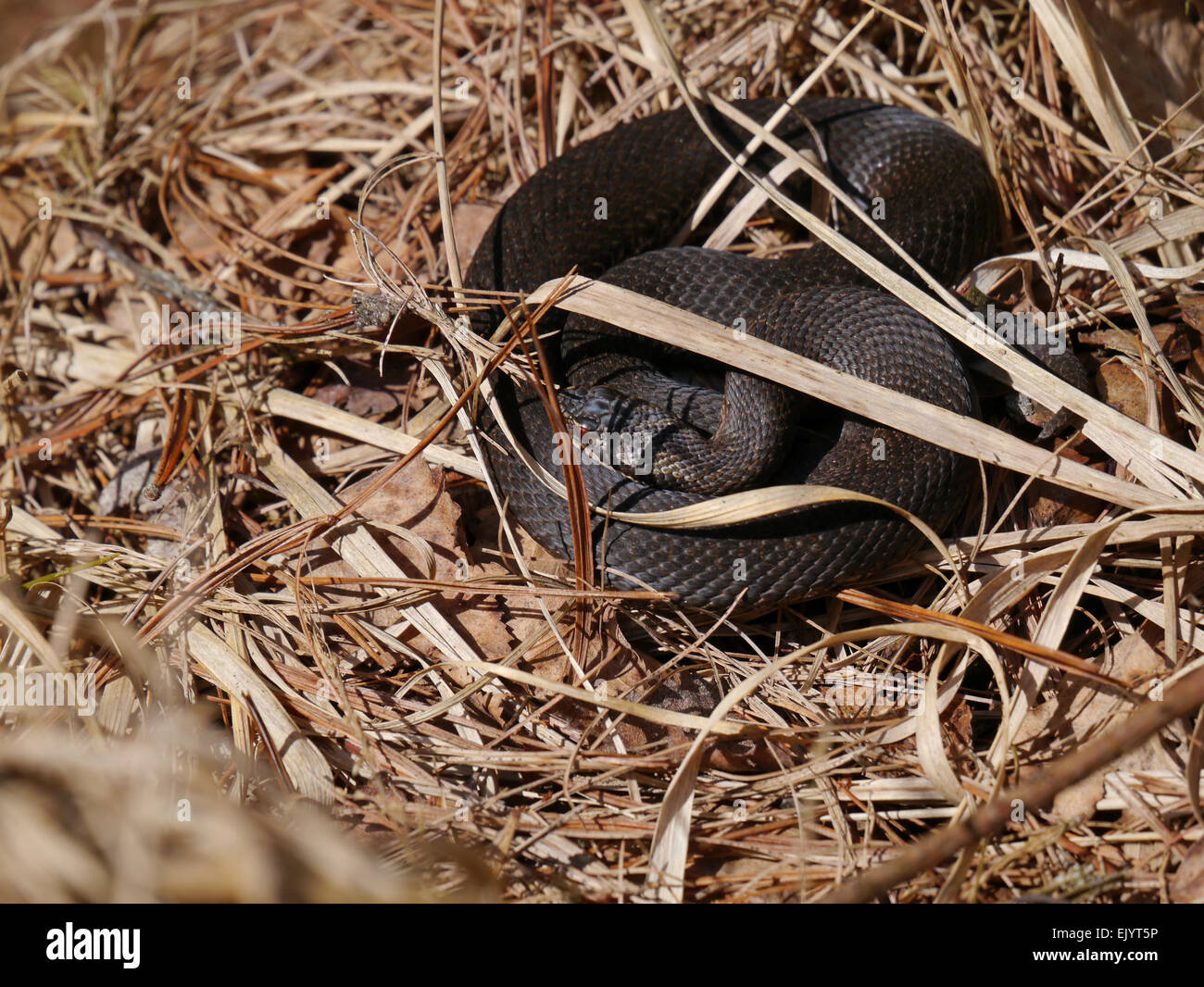 Common European adder / Vipera berus Stock Photo - Alamy