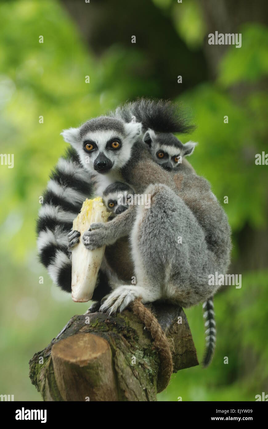 Ring tailed lemur family Stock Photo - Alamy