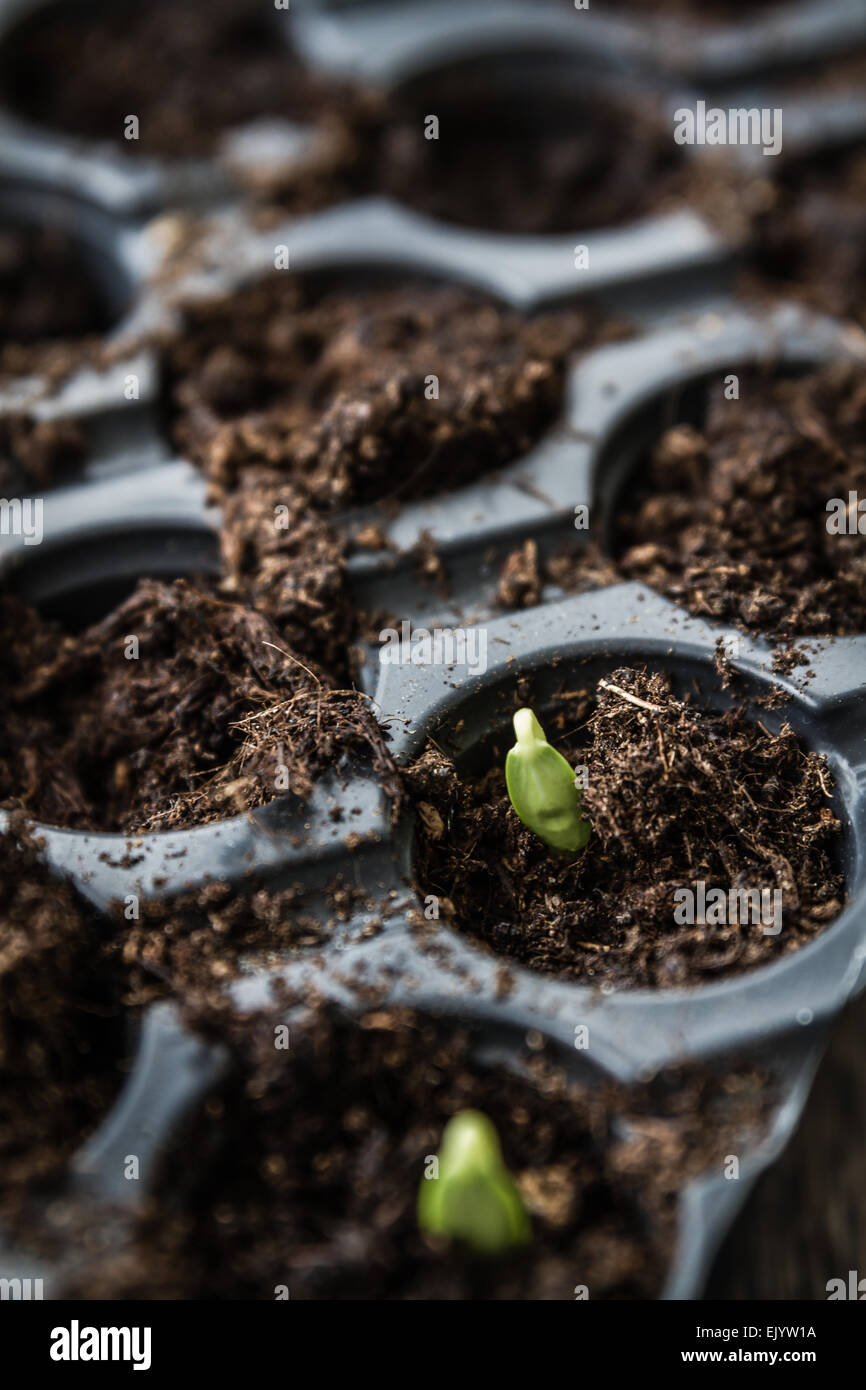 Fresh stem fertile organic growing tree hi-res stock photography and ...