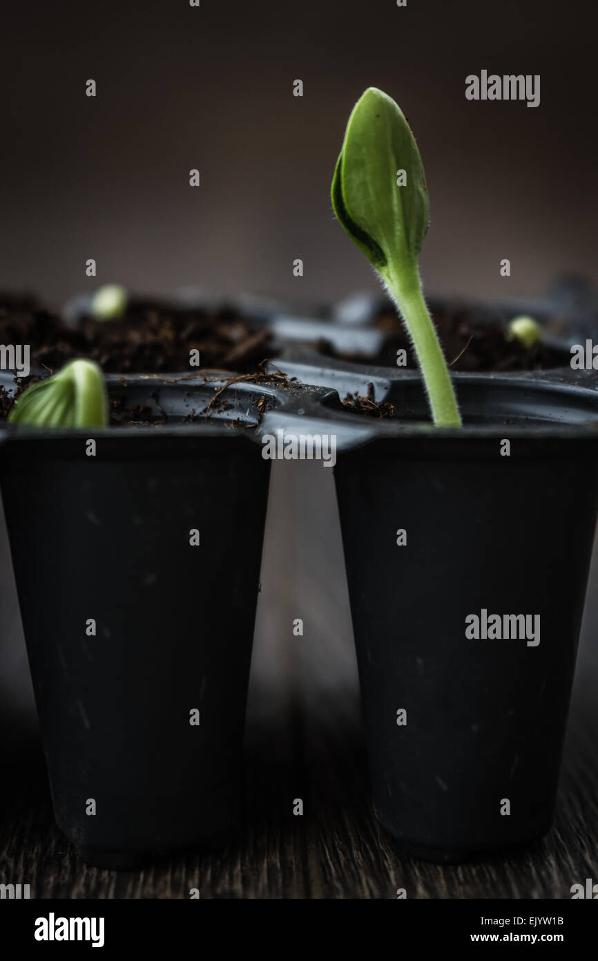 Fresh stem fertile organic growing tree hi-res stock photography and ...