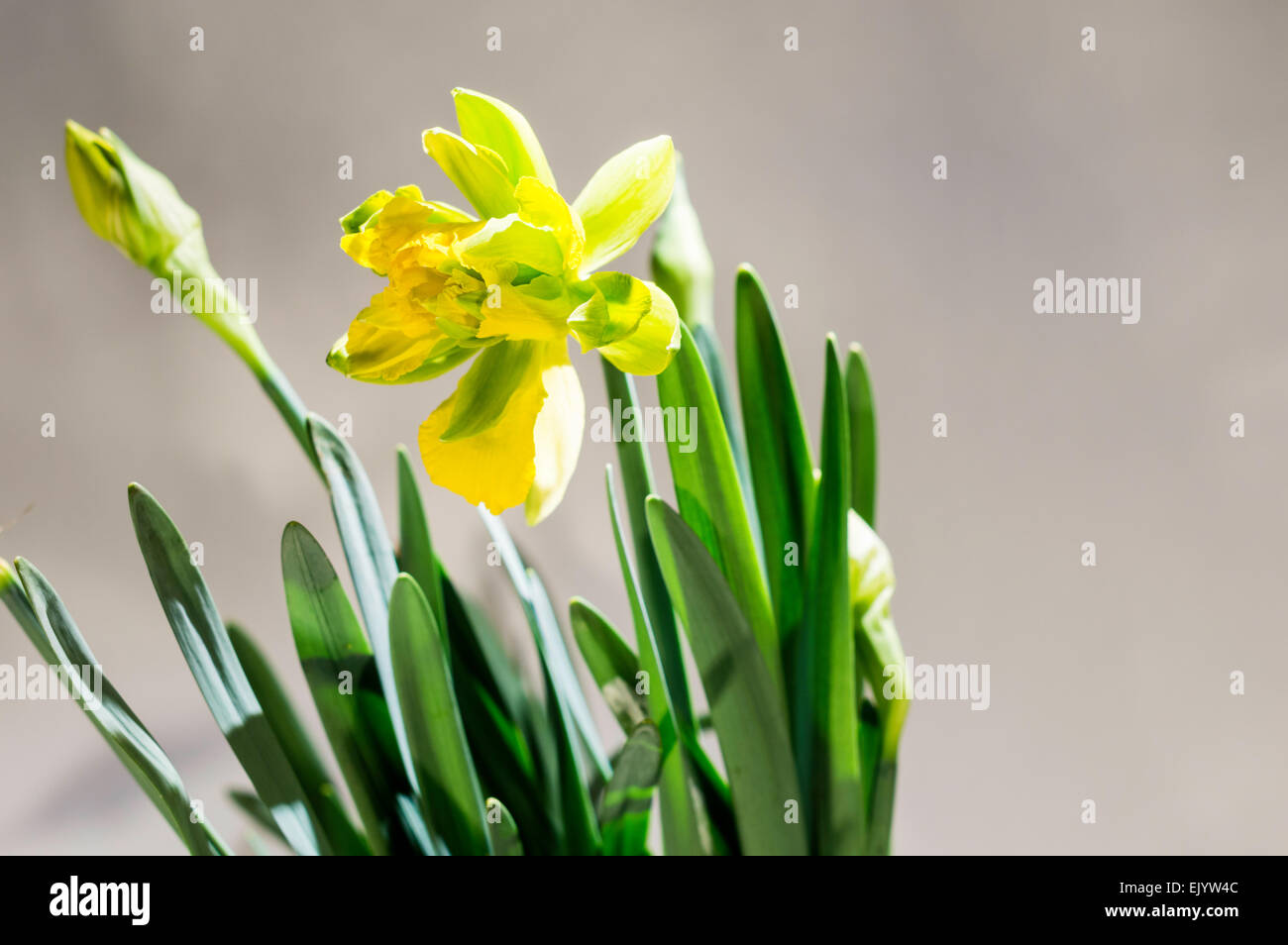 yellow daffodils open up their blossoms Stock Photo - Alamy