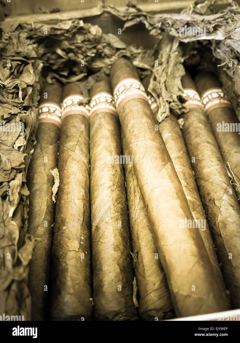 Hand rolled boxed cigars, Ybor City, Tampa, Florida, USA Stock Photo ...
