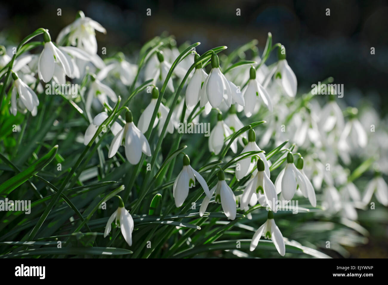 Close up of white snowdrops snowdrop flower flowers flowering in the ...