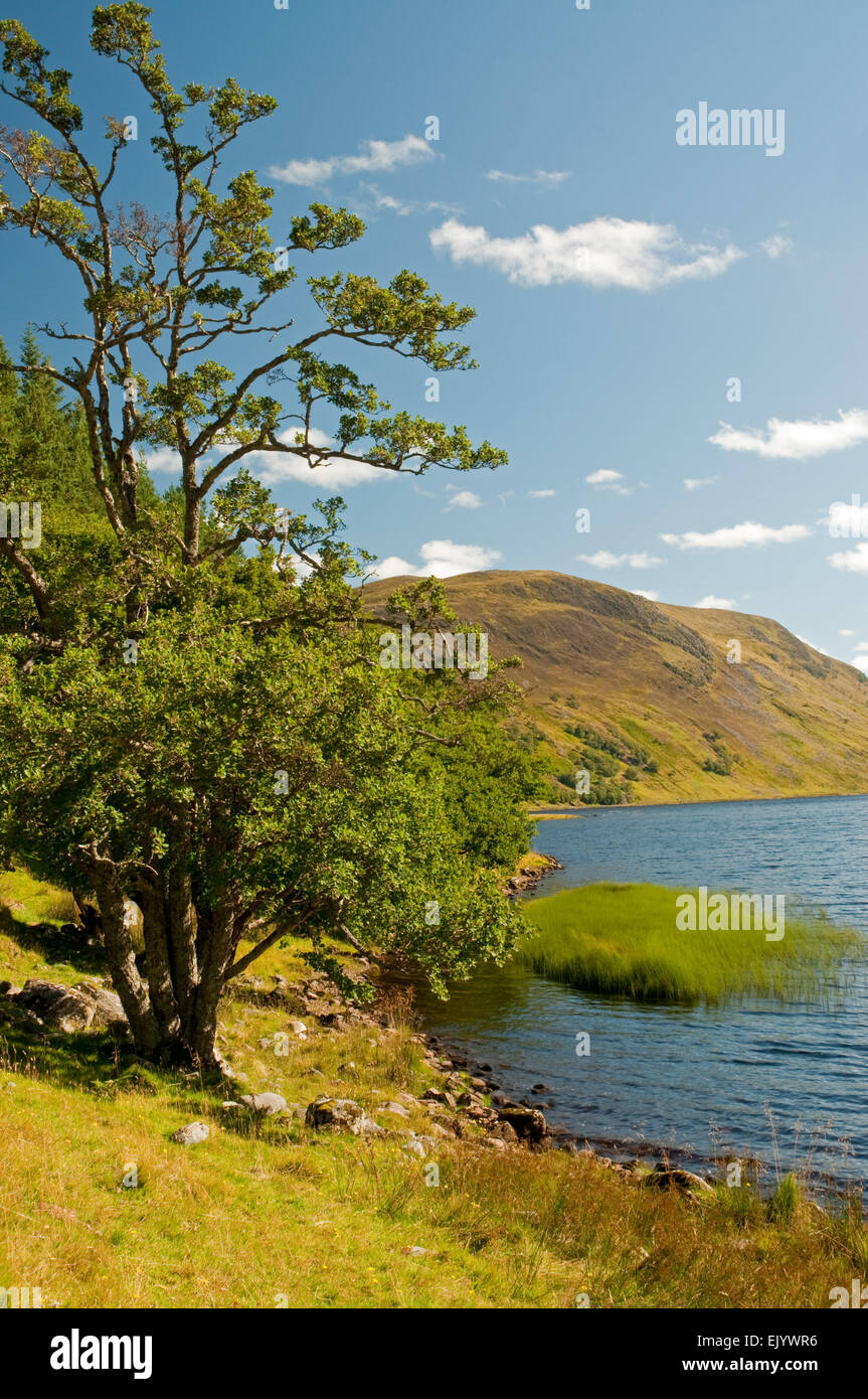 Alder trees hi-res stock photography and images - Alamy