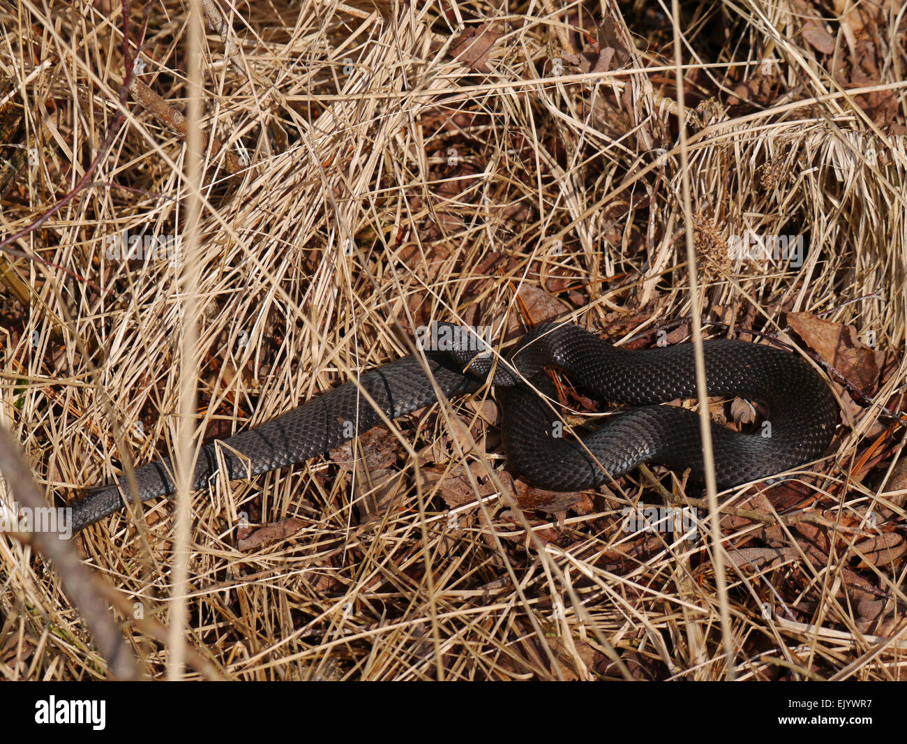 Common European adder / Vipera berus Stock Photo - Alamy