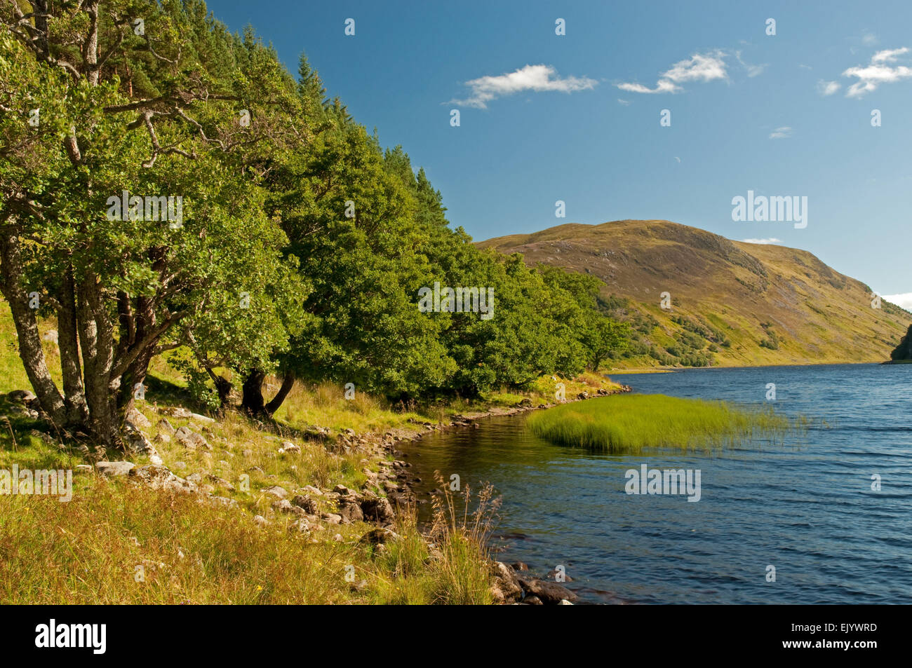 Green landscape loch trees hi-res stock photography and images - Alamy