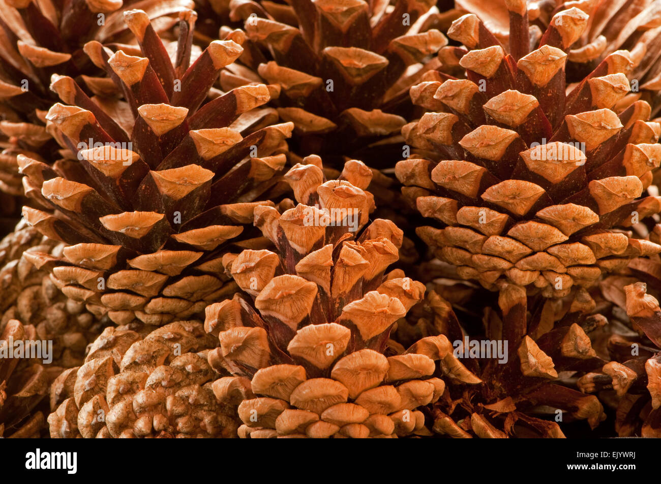 Conifers Seeds