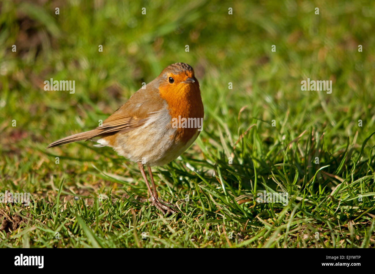 Robin Foraging for food on a garden lawn Stock Photo - Alamy