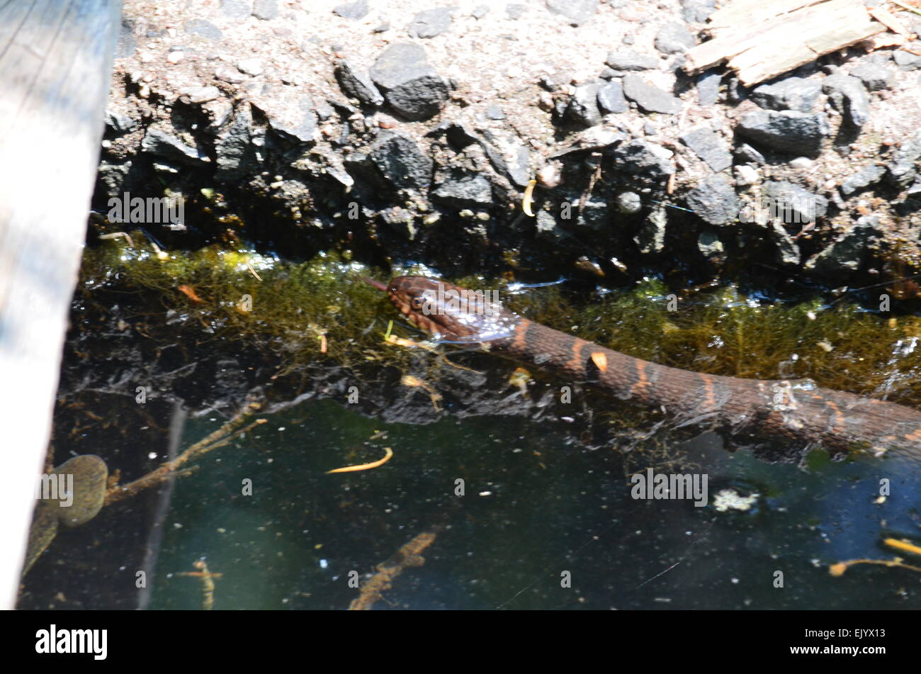 Snake edge hi-res stock photography and images - Alamy