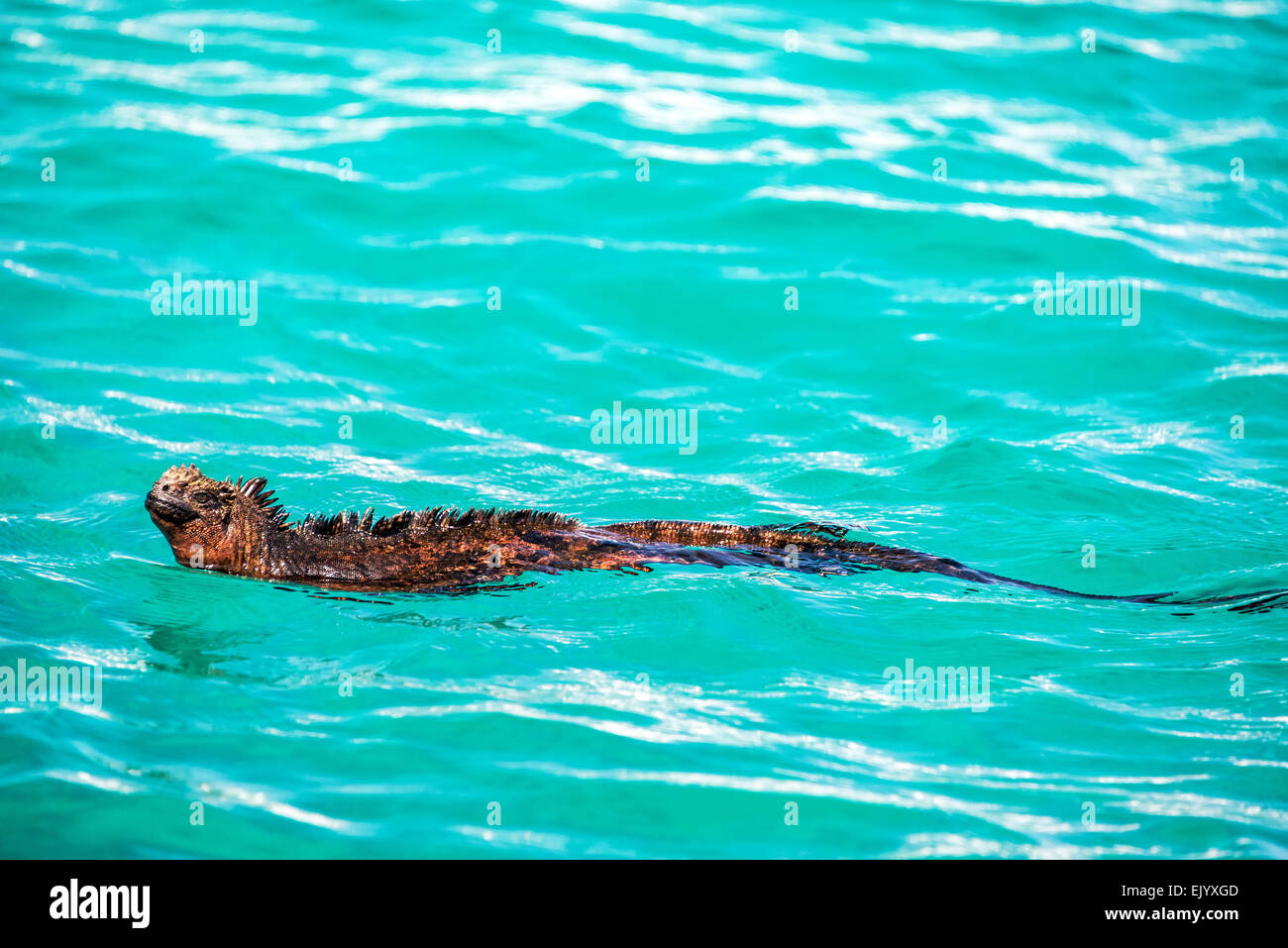 Marine Iguana swimming in beautiful blue water in the Galapagos Islands ...