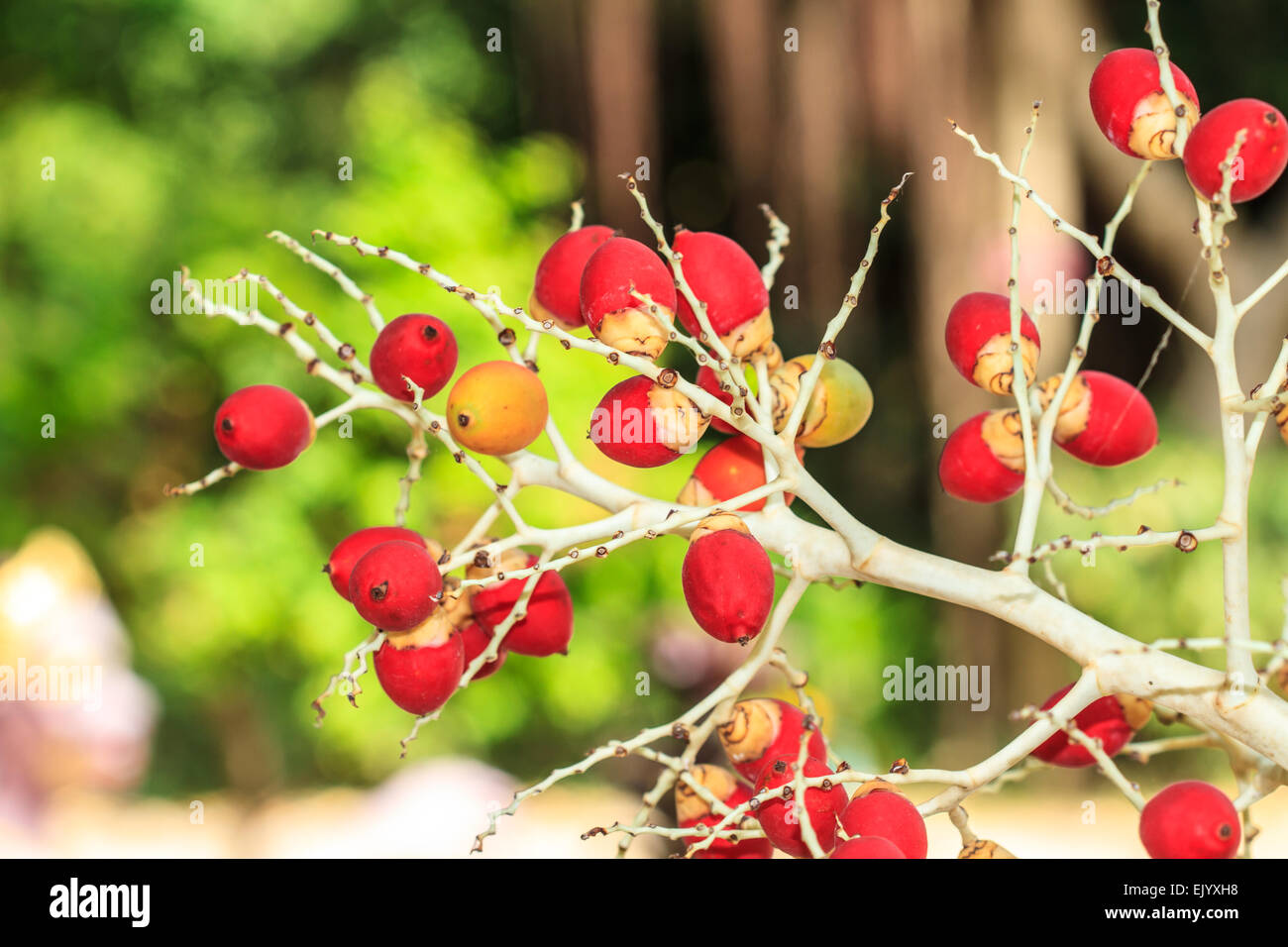 Ripe Betel Nut or Areca Nut Palm on Tree Stock Photo - Alamy