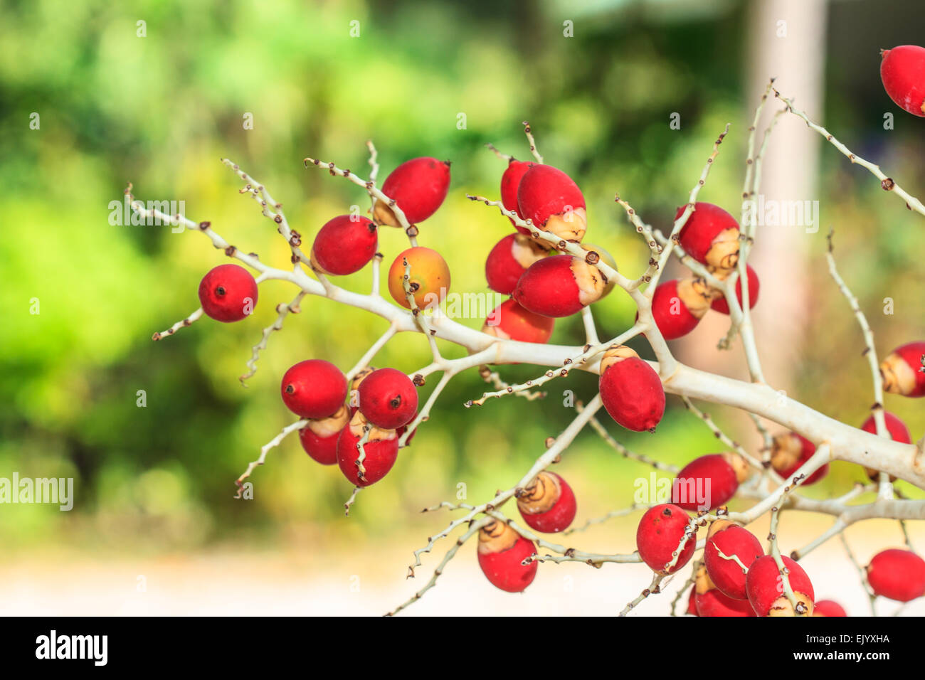 Tree nut oil hi-res stock photography and images - Alamy