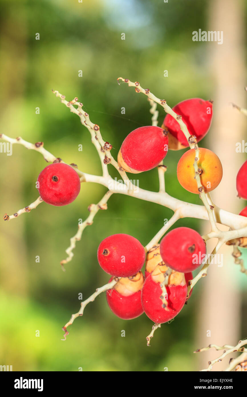 Oil nut tree hi-res stock photography and images - Alamy