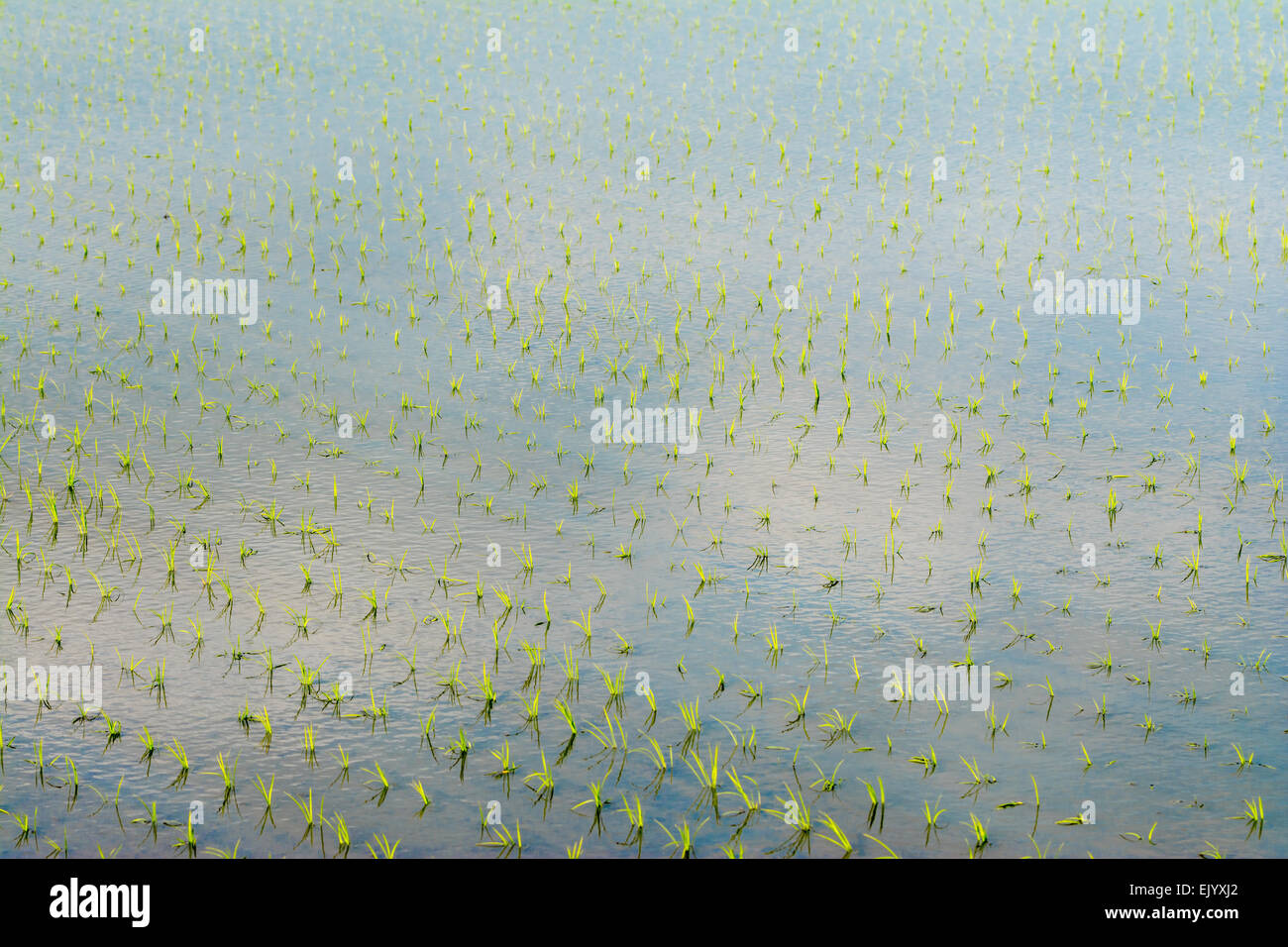 Rows of newly planted rice plants in the countryside of Kochi, Japan ...