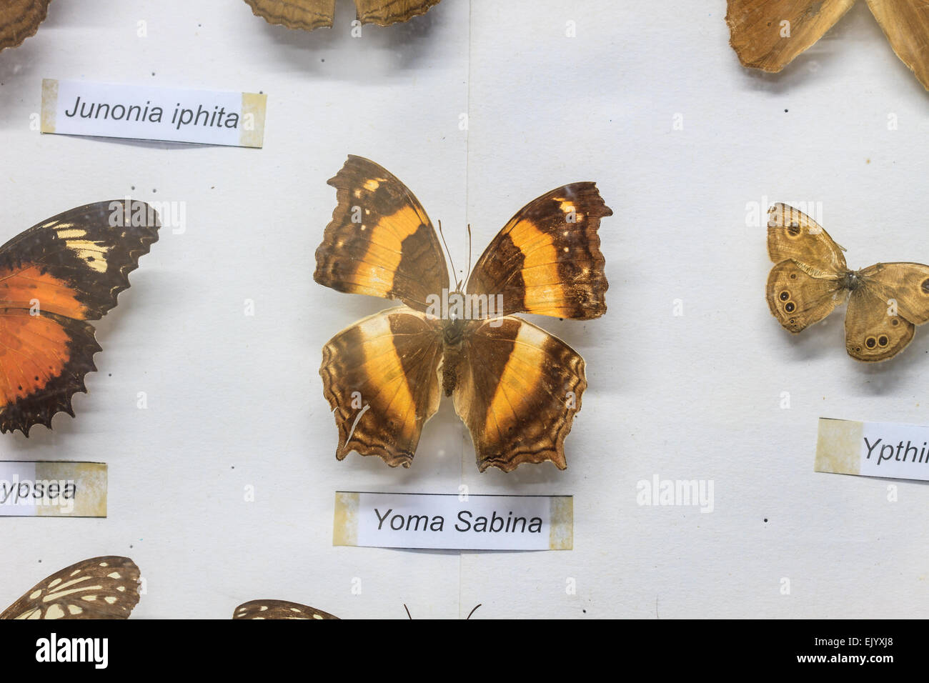 Butterfly Collection, Butterfly specimens in the laboratory Stock Photo ...