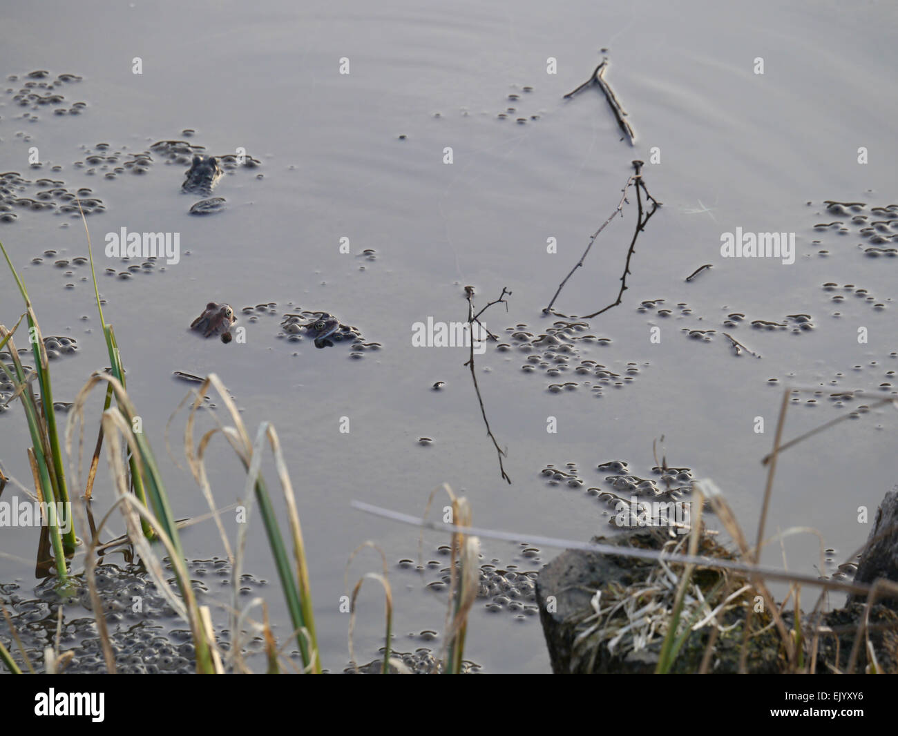 Life cycle of frogs hi-res stock photography and images - Alamy