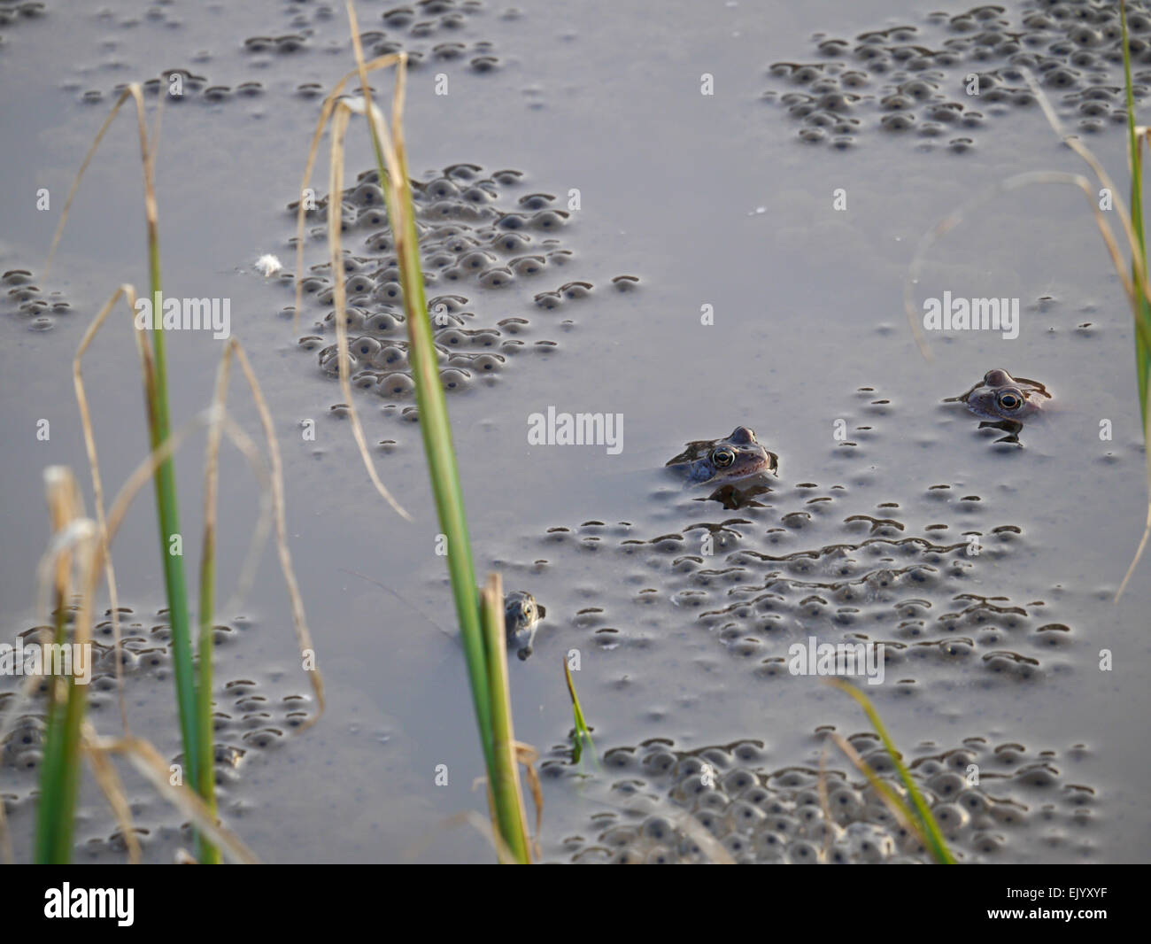 Frogs life cycle hi-res stock photography and images - Alamy