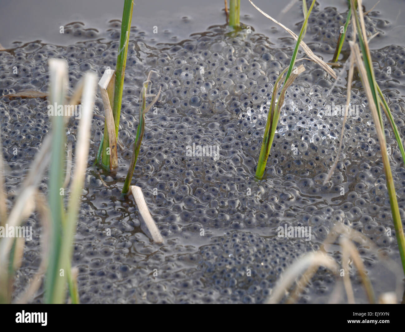 Frogs life cycle hi-res stock photography and images - Alamy