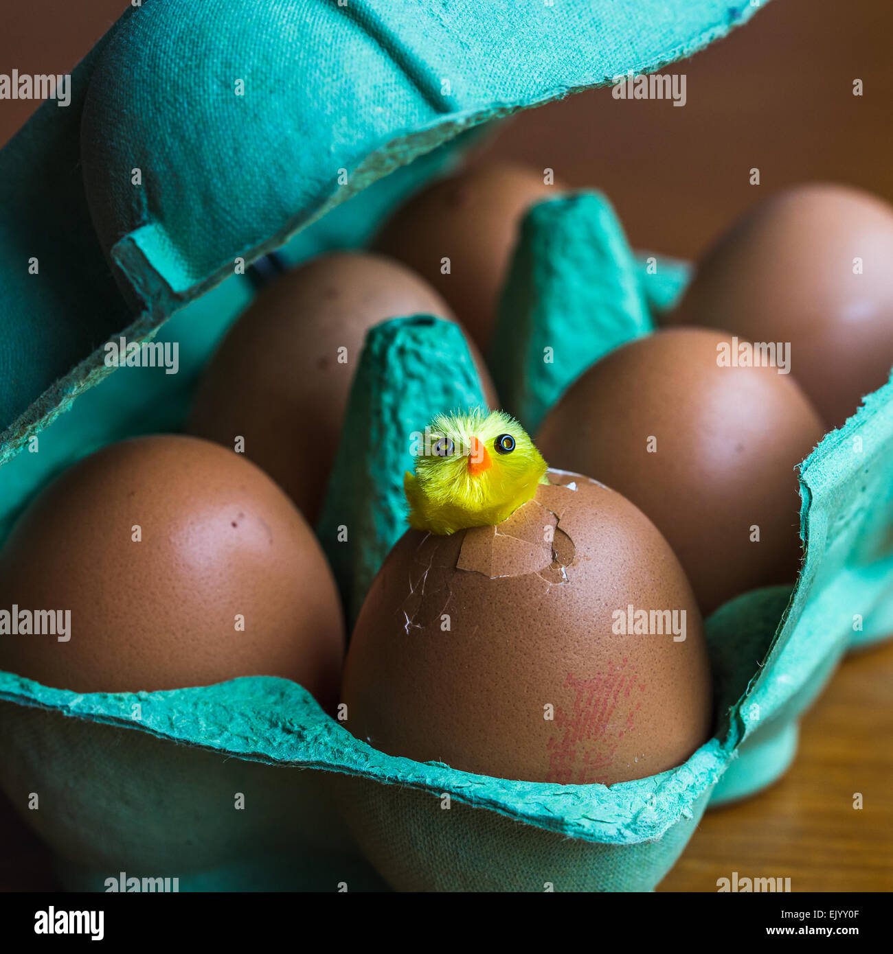 Creative image showing a tiny toy chick hatching from an egg Stock ...