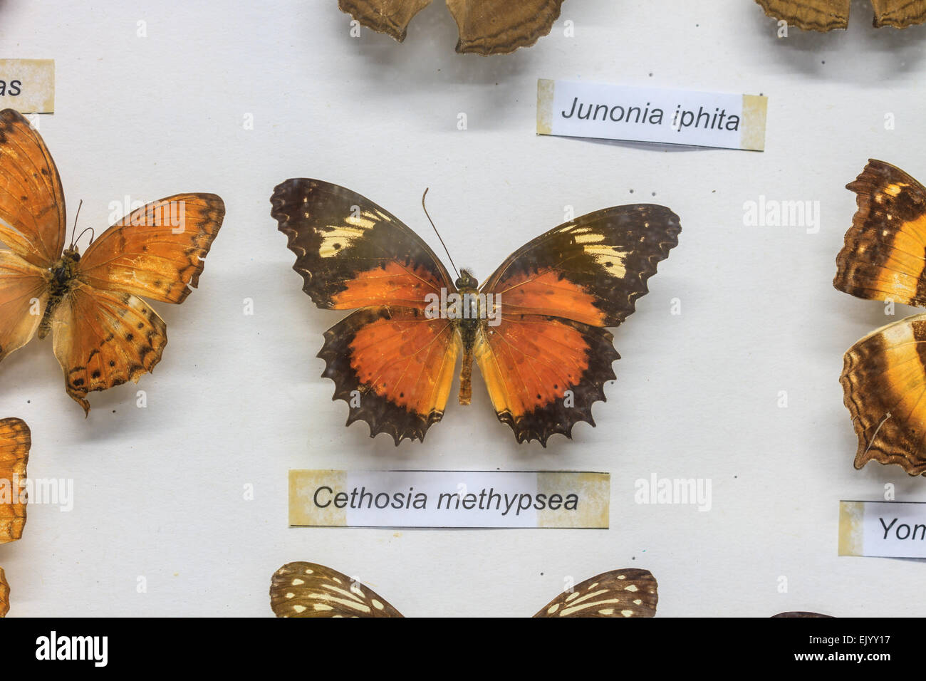 Butterfly Collection, Butterfly specimens in the laboratory Stock Photo ...