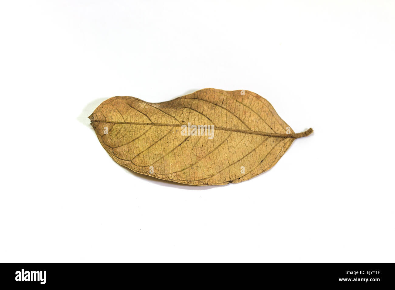 Cigar leaf hi-res stock photography and images - Alamy