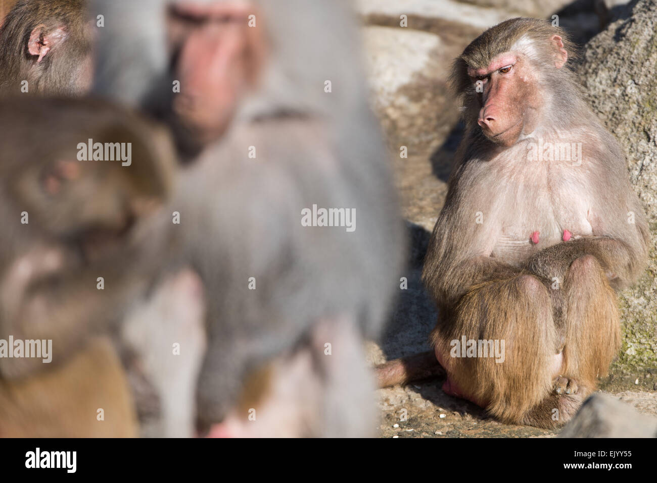 Pavian Baby High Resolution Stock Photography and Images - Alamy