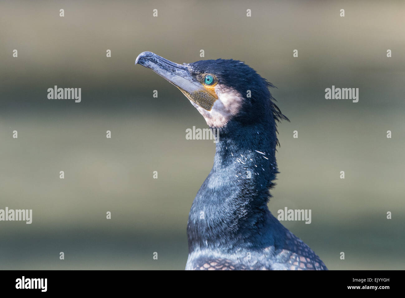 Phalacrocorax carbo,Kormoran,Great cormorant Stock Photo - Alamy