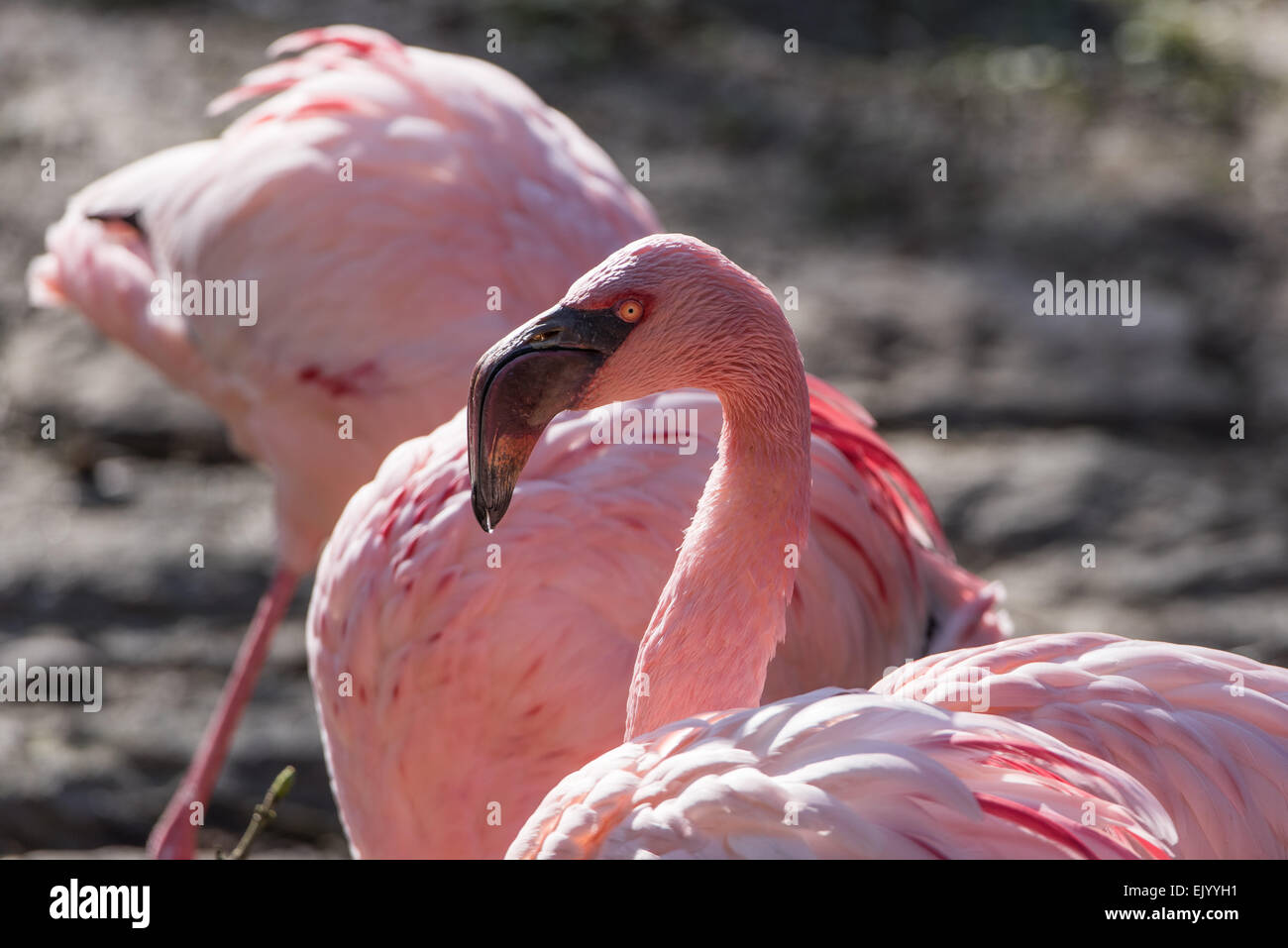 Phoeniconaias minor),Zwergflamingo,Lesser flamingo Stock Photo - Alamy