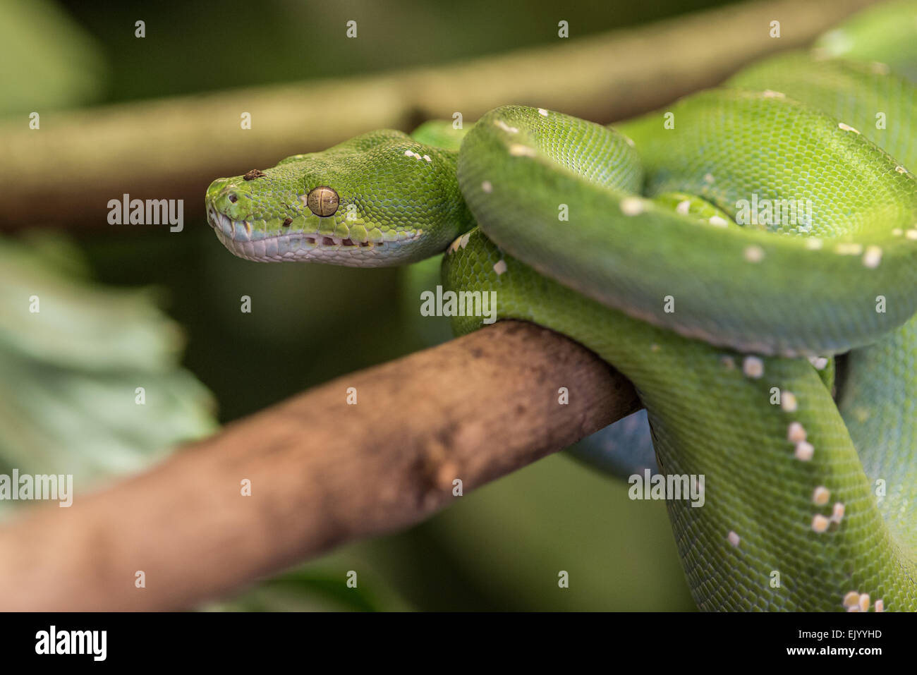 Morelia viridis,gruener Baumpython, Green Python, Green Tree Python ...