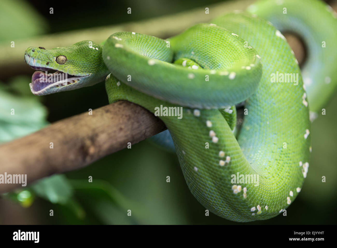 Morelia viridis,gruener Baumpython, Green Python, Green Tree Python ...