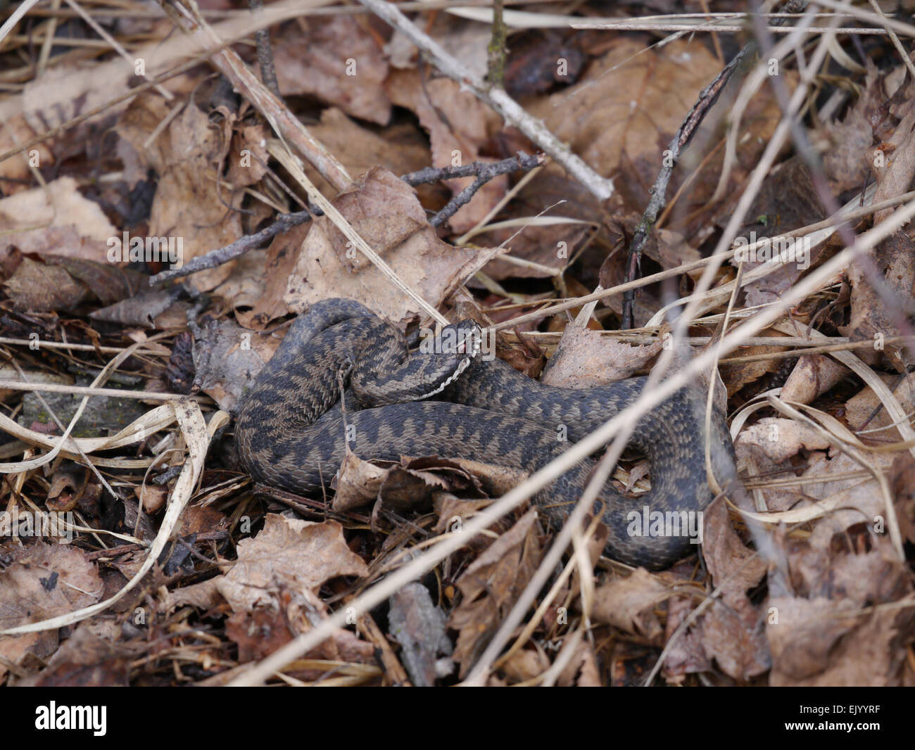 Common european adder hi-res stock photography and images - Alamy