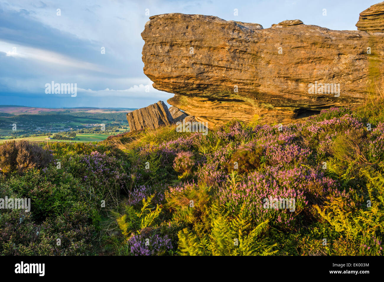 Summer heather on the slopes of Dove Crag at Simonside near Rothbury ...