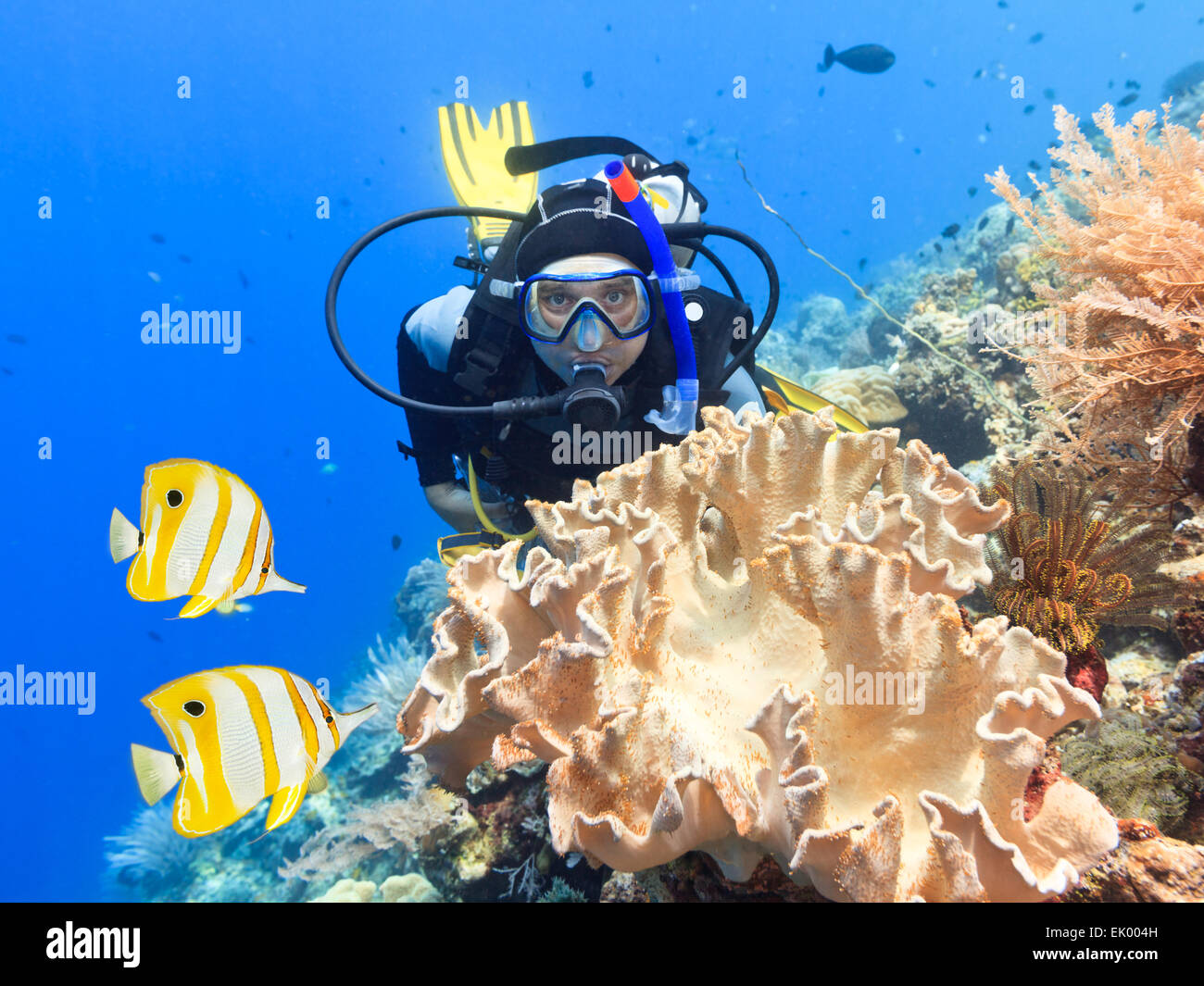 Scuba diver caribbean underwater scenery hi-res stock photography and ...